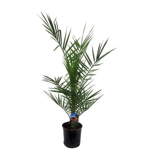 Datolya pálma 19 cm-es cserépben - levéldísznövények