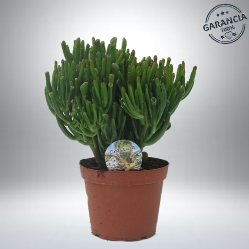 Majomfa, Crassula Hobbit 14 cm-s cserépben - Levéldísznövények