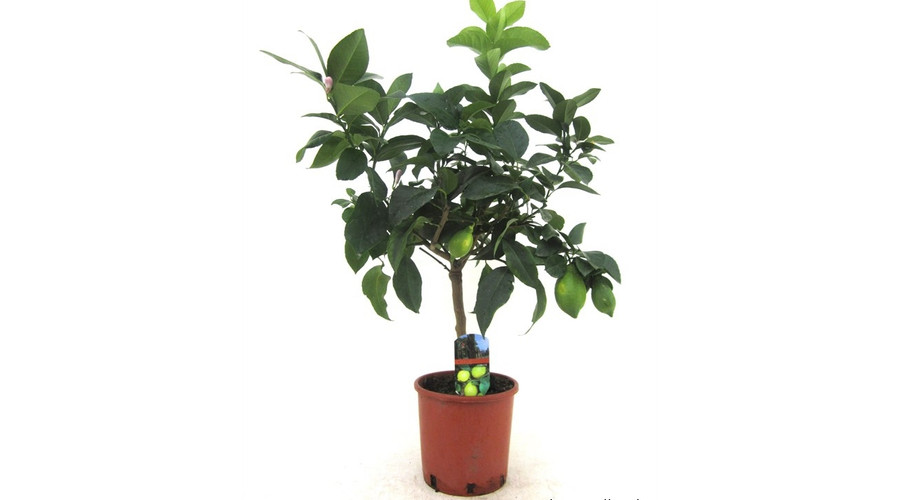 Citrom fa 80 cm, terméssel - Citrusfélék