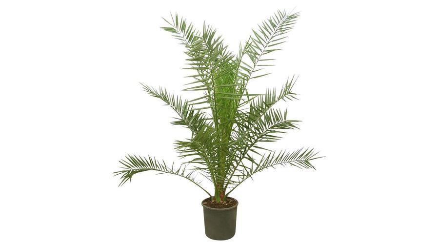 Datolya pálma 19 cm-es cserépben - Levéldísznövények