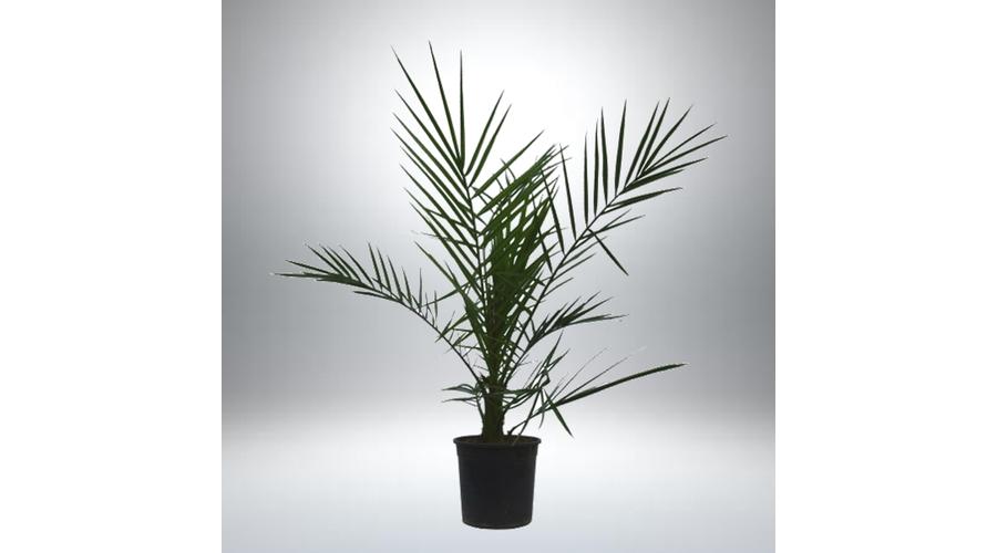 Datolya pálma 15 cm-s cserépben - Irodai növények