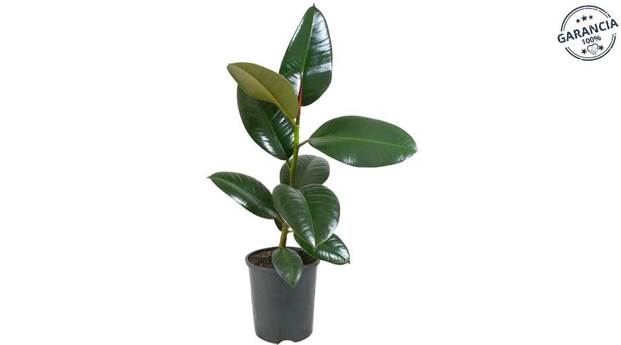 Fikusz robusta 16 cs- cserépben - Fikusz fajták