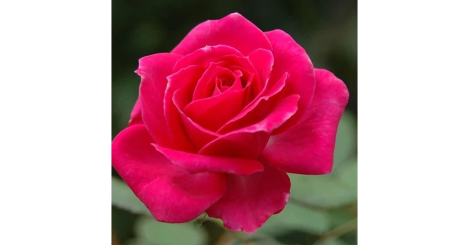 Rózsa bokor Réka 2 literes konténerben - bokor