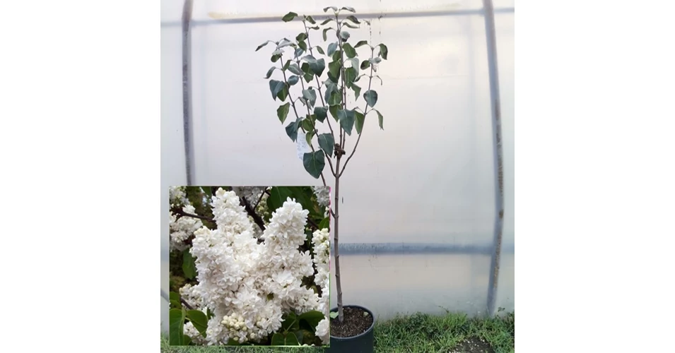 Orgona fa ~130 cm, telt virágú, fehér - bokor