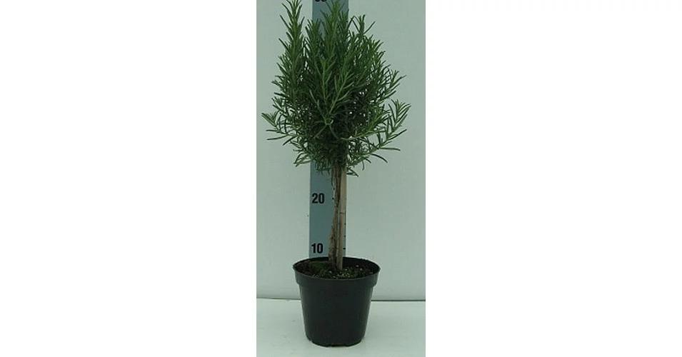 Rozmaring fa 14cm-s cserépben 30 cm - Fűszerkert