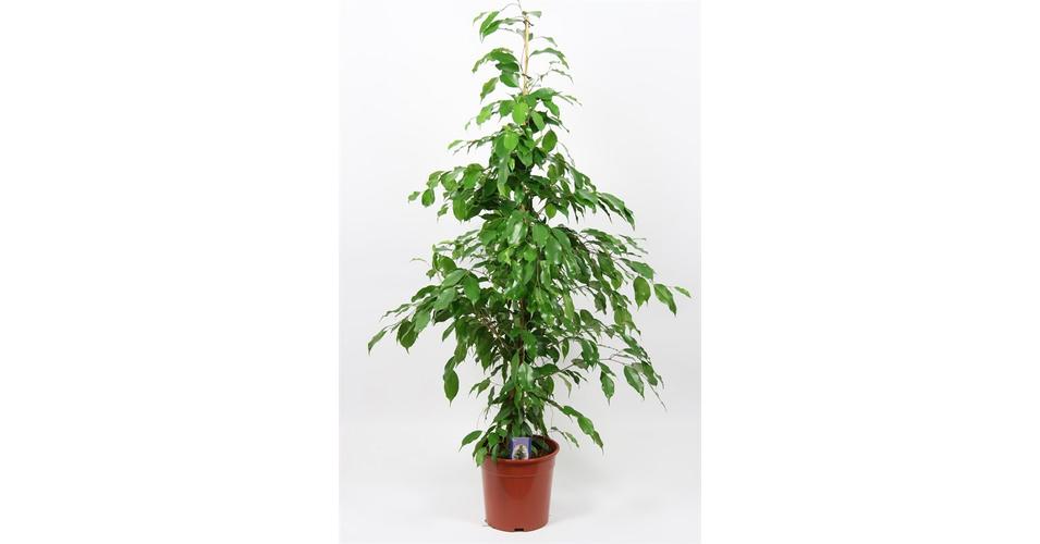 Csüngőágú fikusz 90-110 cm - Fikusz fajták