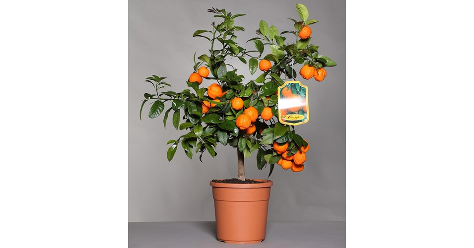 Limetta Rossa fa 60-70 cm - Citrusfélék