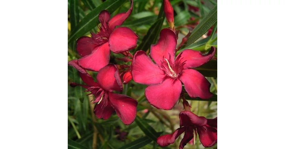 Leander 12 cm cser. piros Petit Red - Mediterrán kert