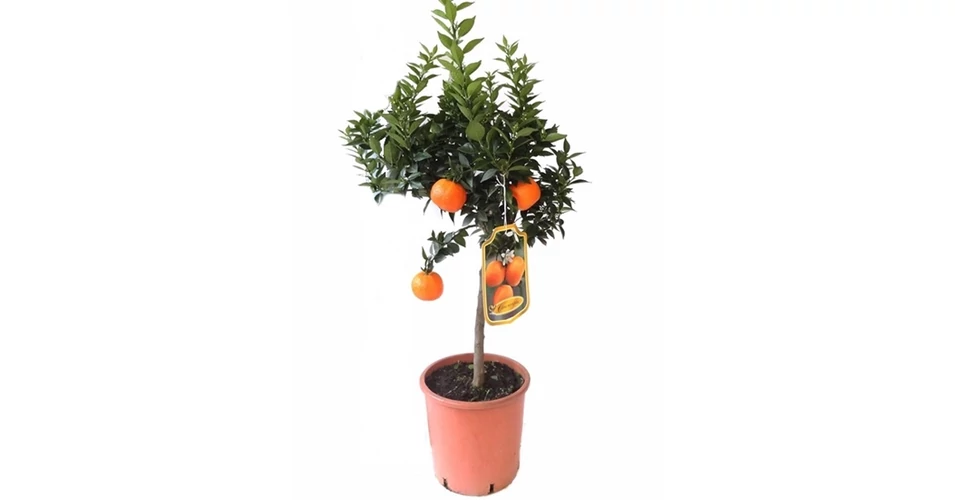Mandarin fa 70 cm - Citrusfélék