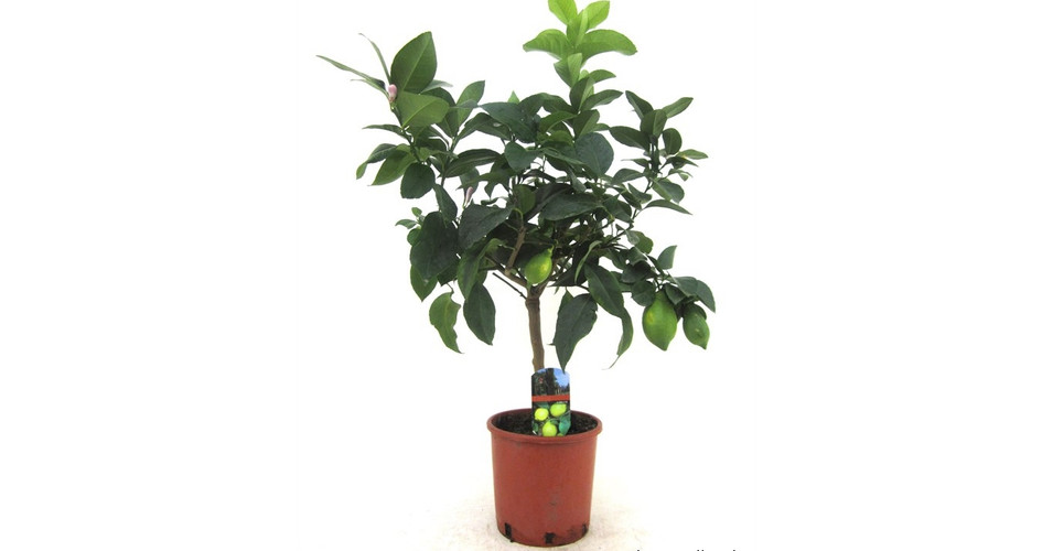 Citrom fa 70-80 cm, terméssel - Citrusfélék