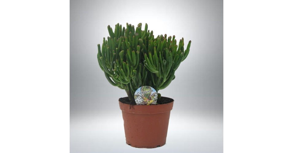 Majomfa, Crassula Hobbit 14 cm-s cserépben - Levéldísznövények