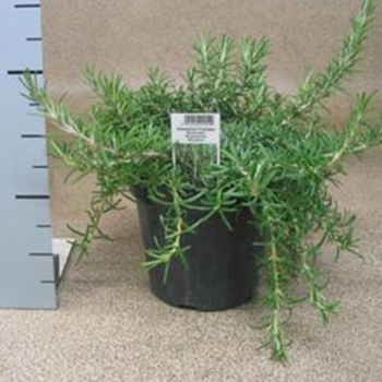 Kúszó rozmaring 14 cm-s cserépben - fűszerkert