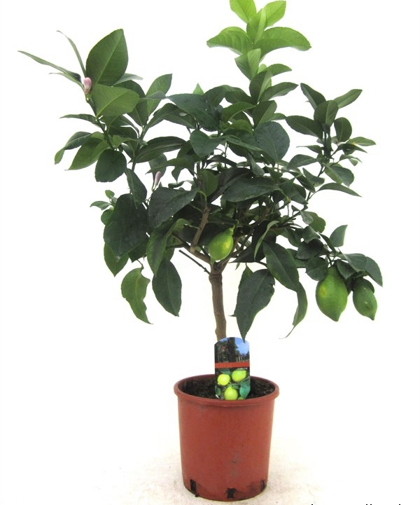 Citrom fa 70-80 cm, terméssel - mediterrán kert